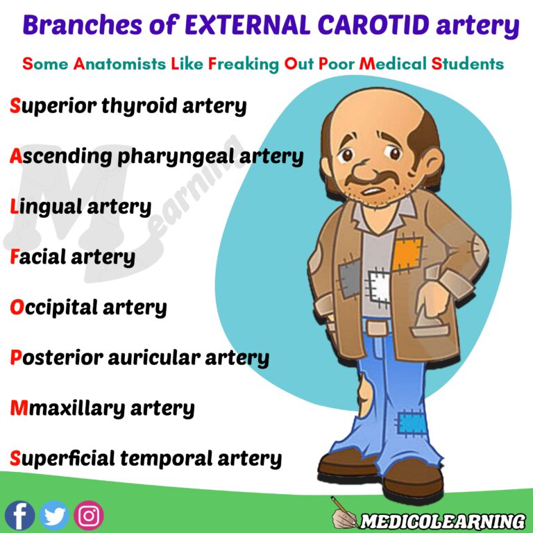 Calot’s triangle boundaries Mnemonic – MedicoLearning