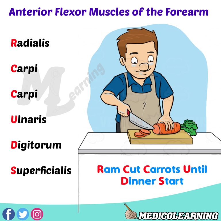 Rotator Cuff muscles and their actions : mnemonic – MedicoLearning