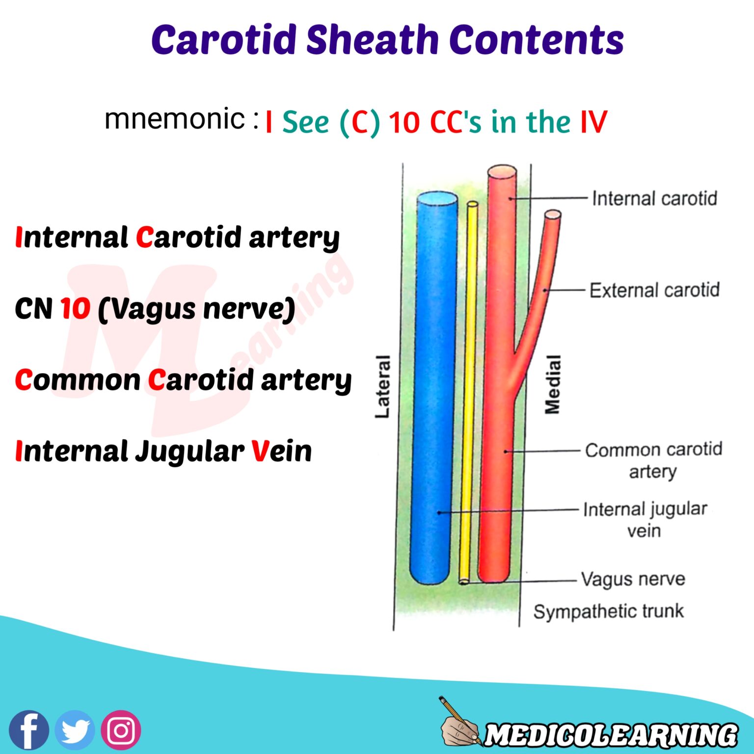 Carotid Sheath Content Mnemonic – MedicoLearning