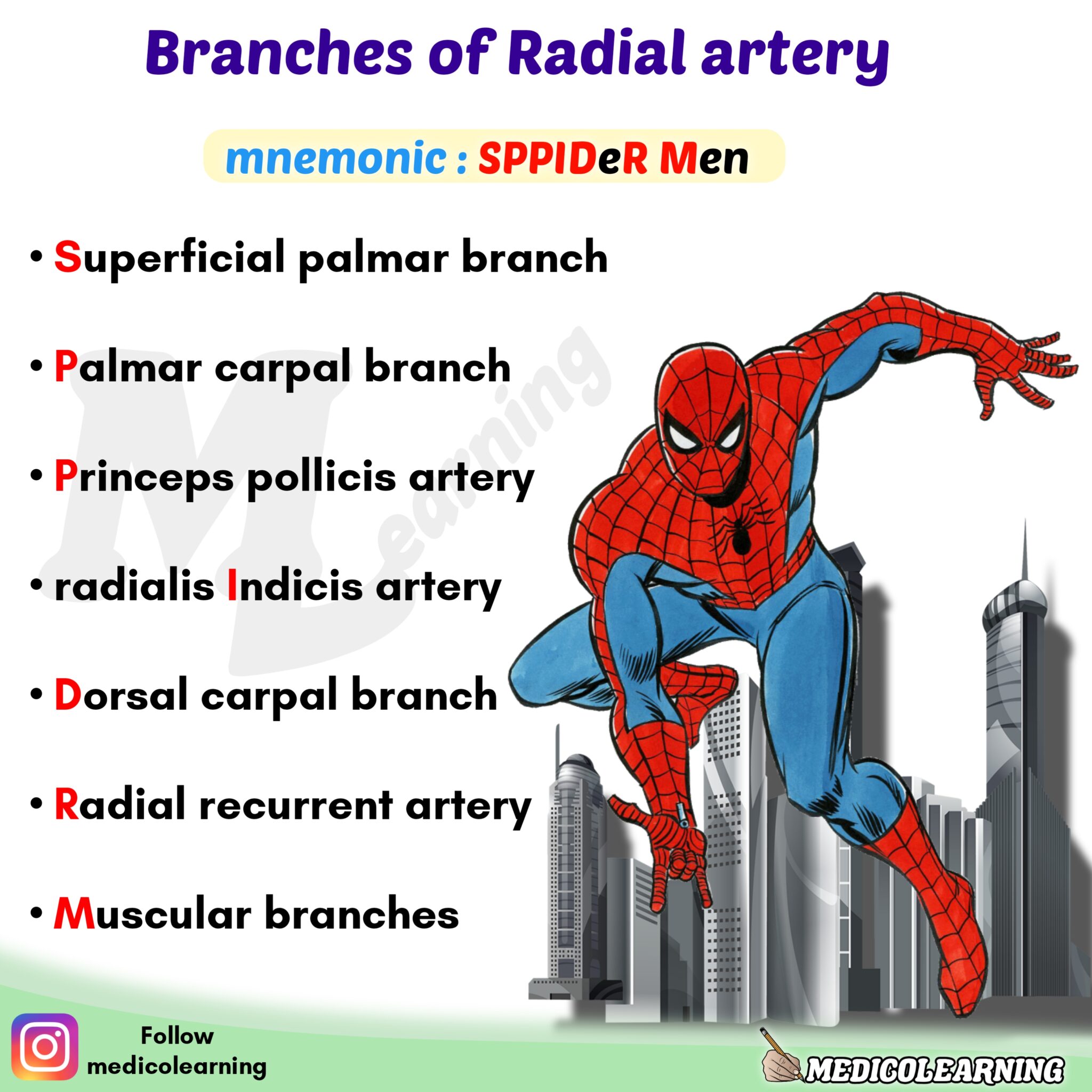 Radial Artery Branches Mnemonic – MedicoLearning