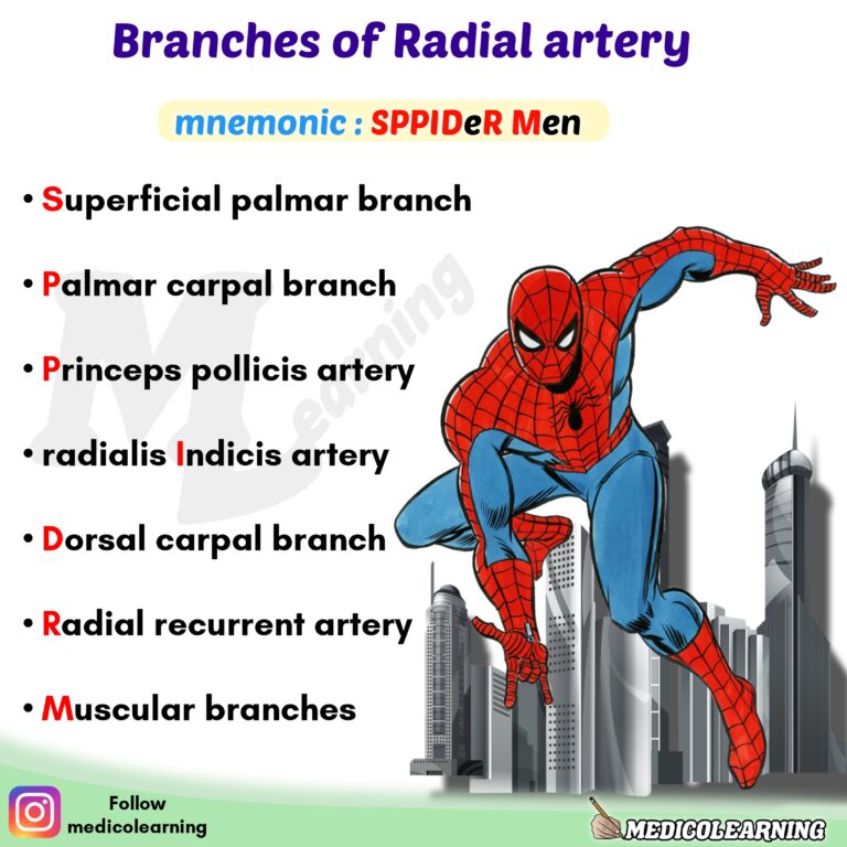 Anterior Leg Compartment Muscles Mnemonic – MedicoLearning