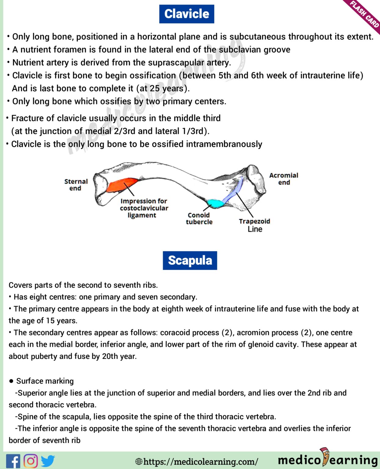 Clavicle Anatomy – MedicoLearning