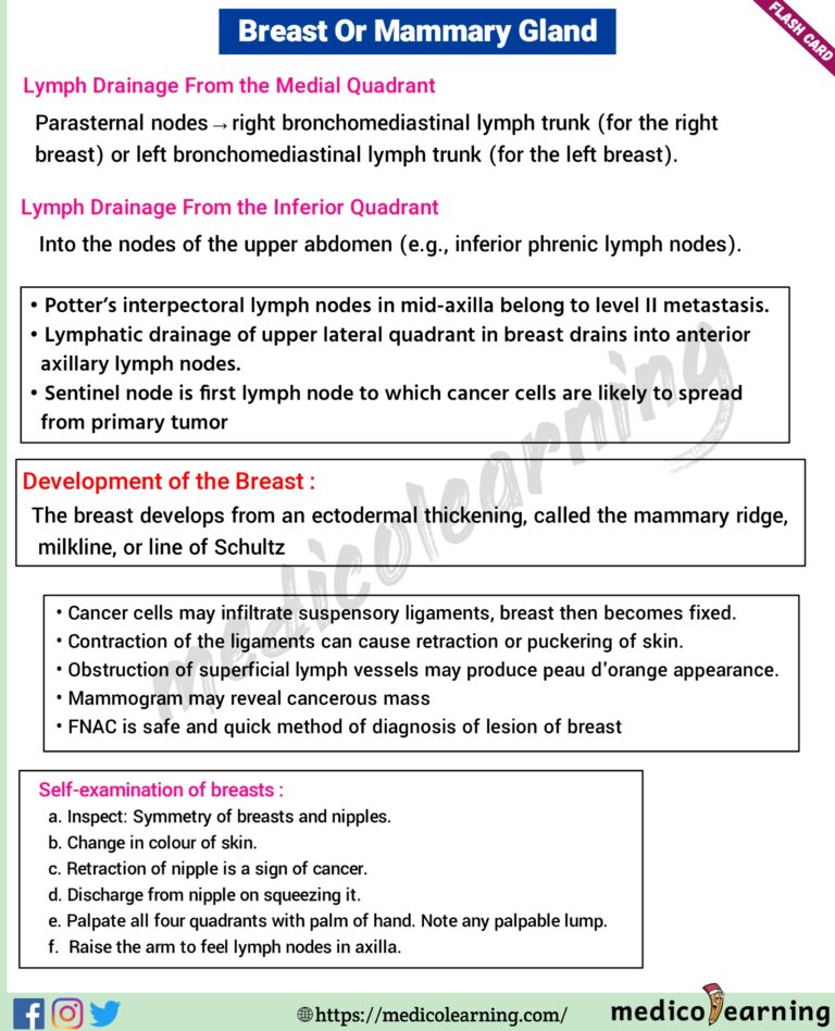 Breast or Mammary Gland Anatomy – MedicoLearning