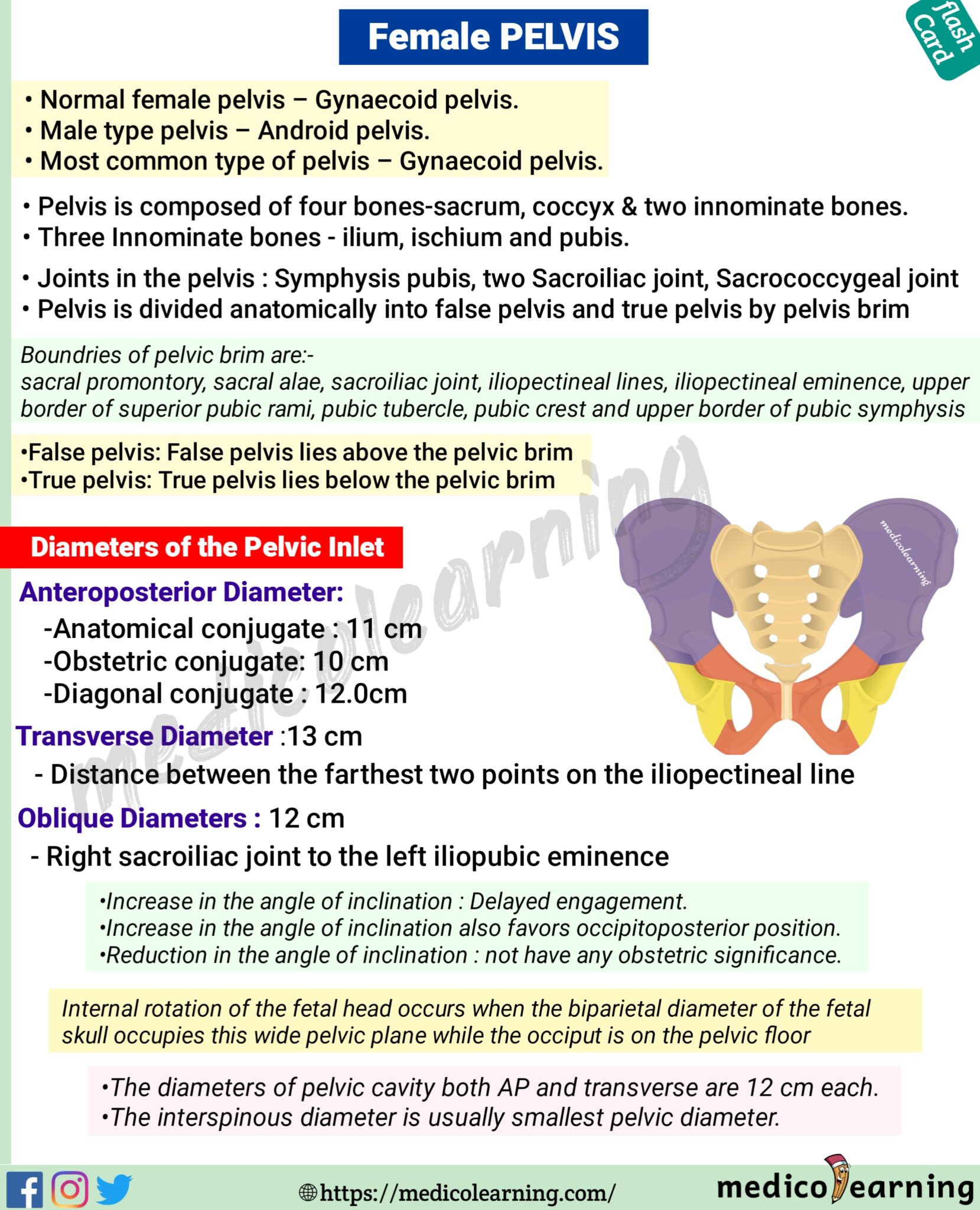 Female Pelvis Anatomy – MedicoLearning